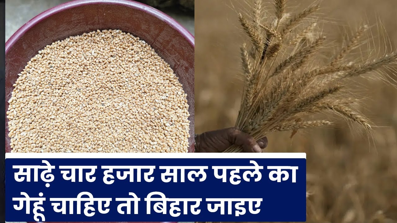 Sona Moti Wheat : हड़प्पा काल की गेहूं को भागलपुर के किसानों ने शुरू ...