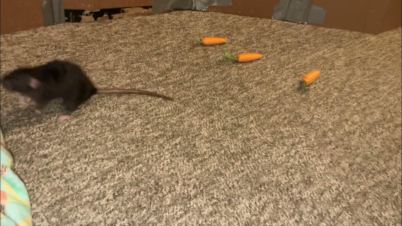 My pet rat Cracker fetching multiple mini "carrots"! - YouTube