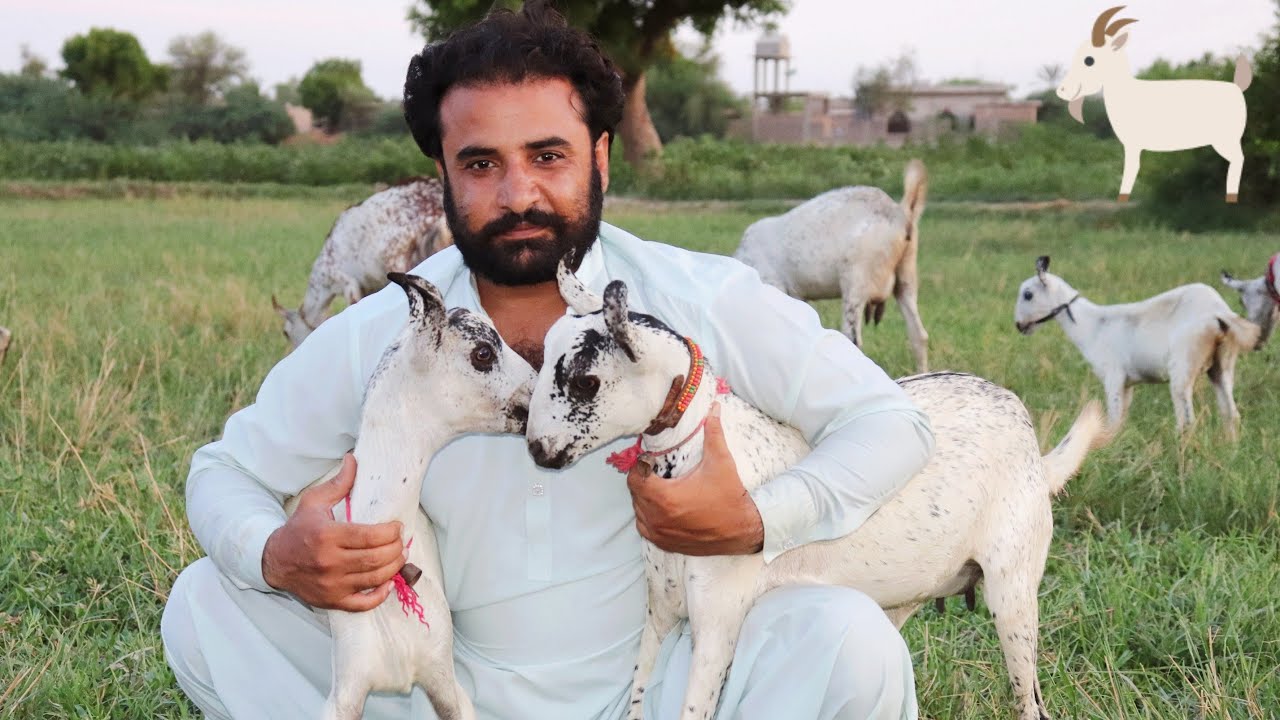 Best Pure Beautiful Tapri Goat's Documentary.. Owner. Mir Waleed - YouTube