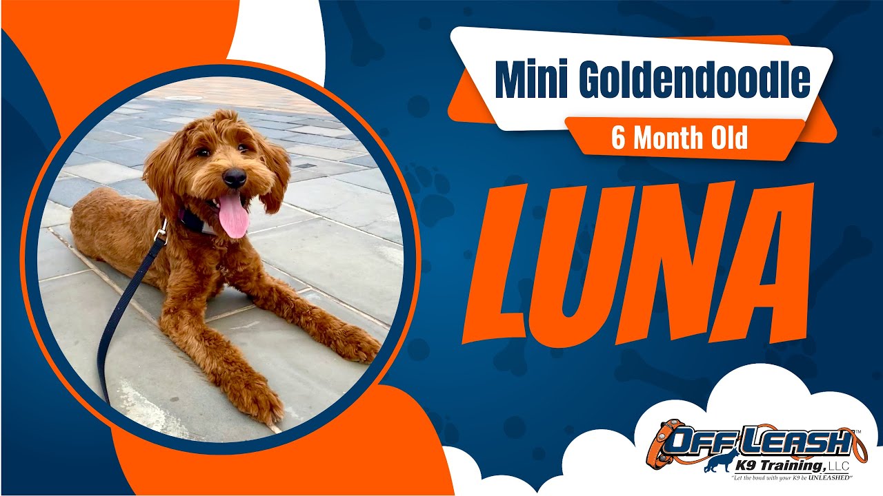 6 Month Old Mini Goldendoodle | Best Doodle Training | Off Leash K9 ...