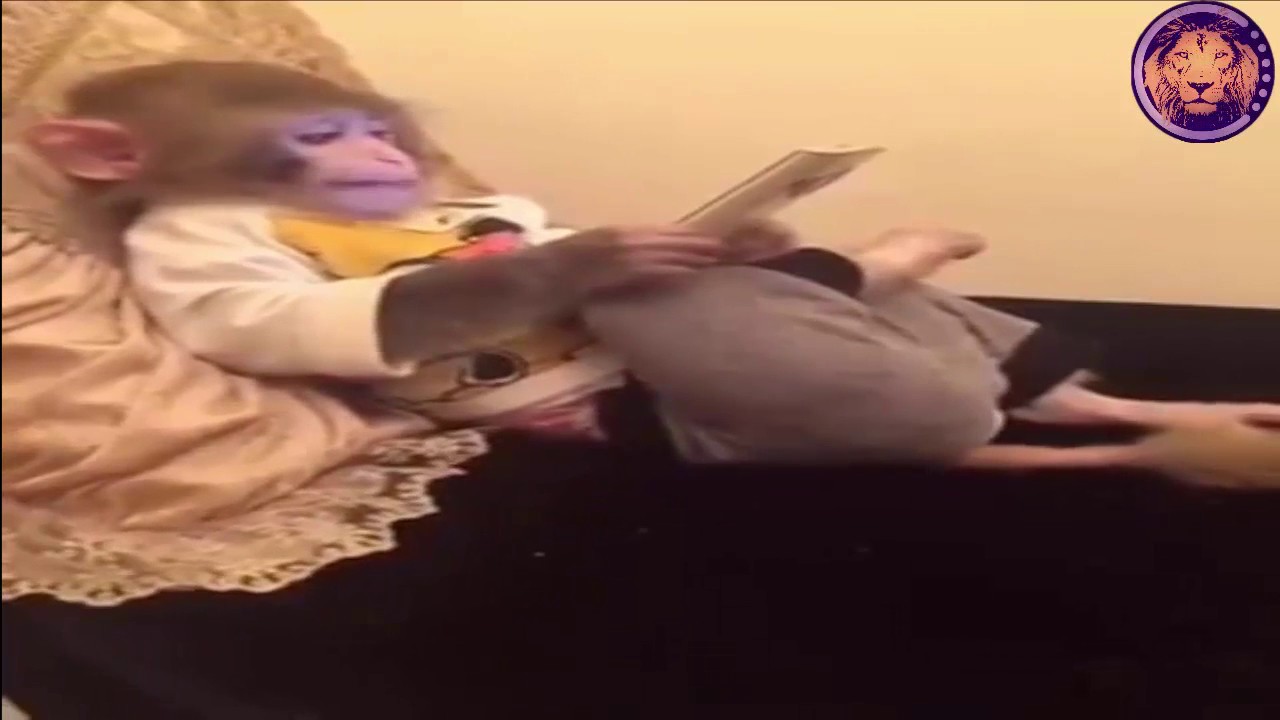 monkey 10 monkey use a phone - YouTube