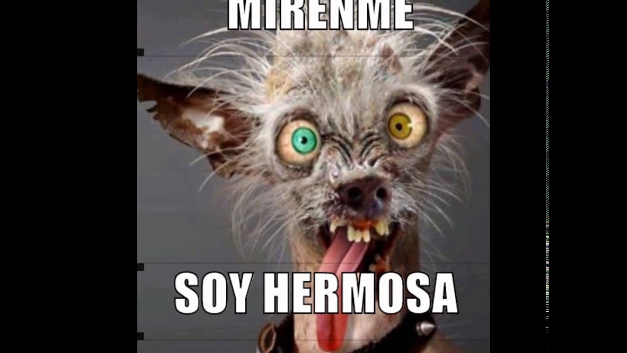 MEMES QUE DAN RISA - YouTube