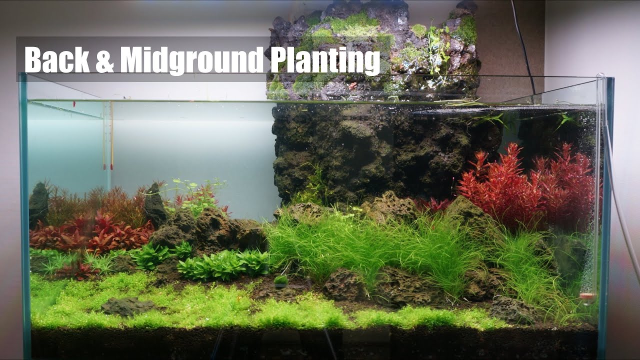 Planted Aquarium - Background & Midground Planting - YouTube