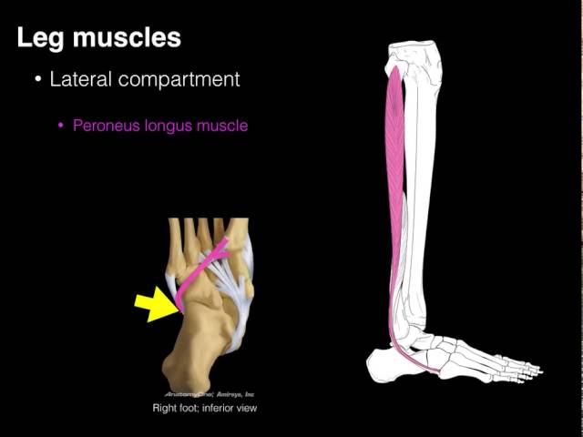 Lateral Compartment Of Leg
