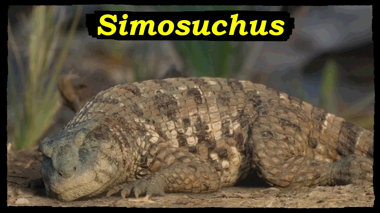 Simosuchus: the Adorable Crocodile Pug - YouTube