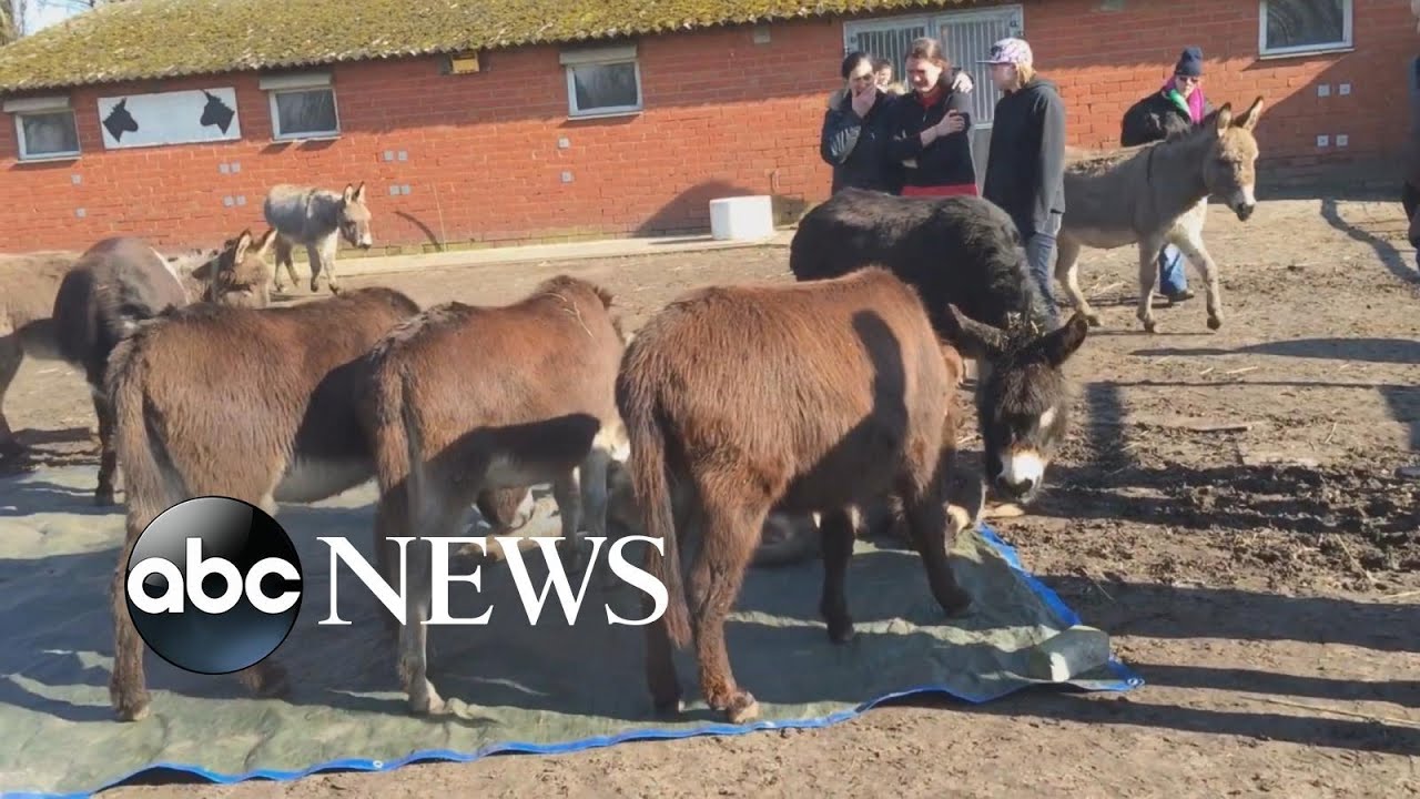 Donkeys Mourn Dead Donkey - YouTube