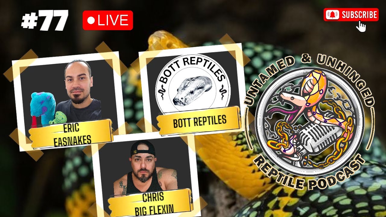 BOTT REPTILES COMES ON TO TALK ABOUT BURMESE AND BALL PYTHONS | UNTAMED & UNHINGED EP 77 - YouTube