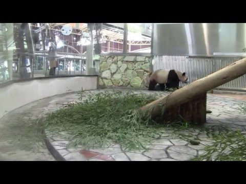 #3-41 March 2016 Youhin at Adventure world, Japan