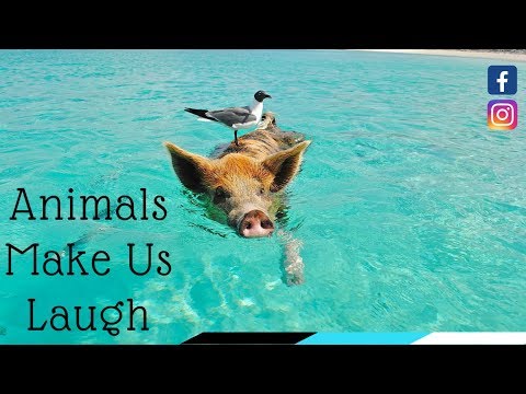 Animals Make Us Laugh - New Animal Compilation - YouTube