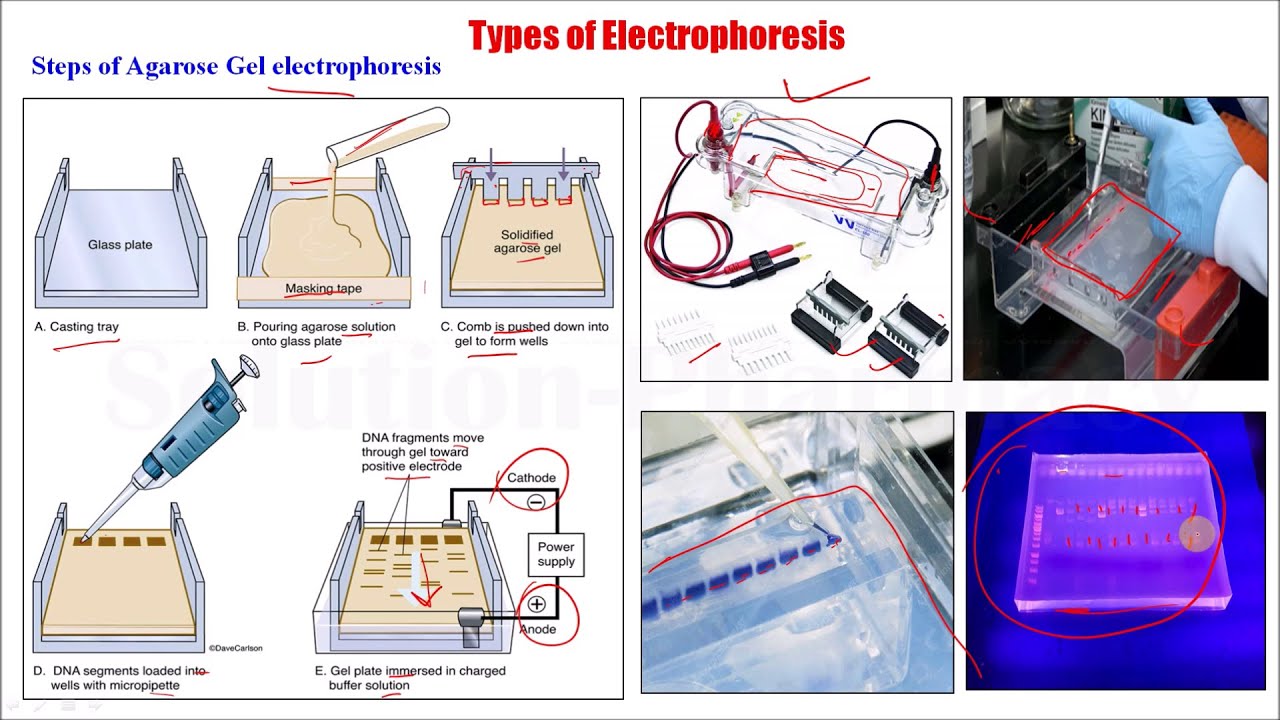 Electrophoresis (Part 3) | Types of Electrophoresis- Gel & Capillary ...