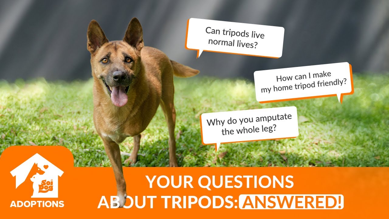 Tripod Q&A: Everything you've ever wanted to know about three-legged ...