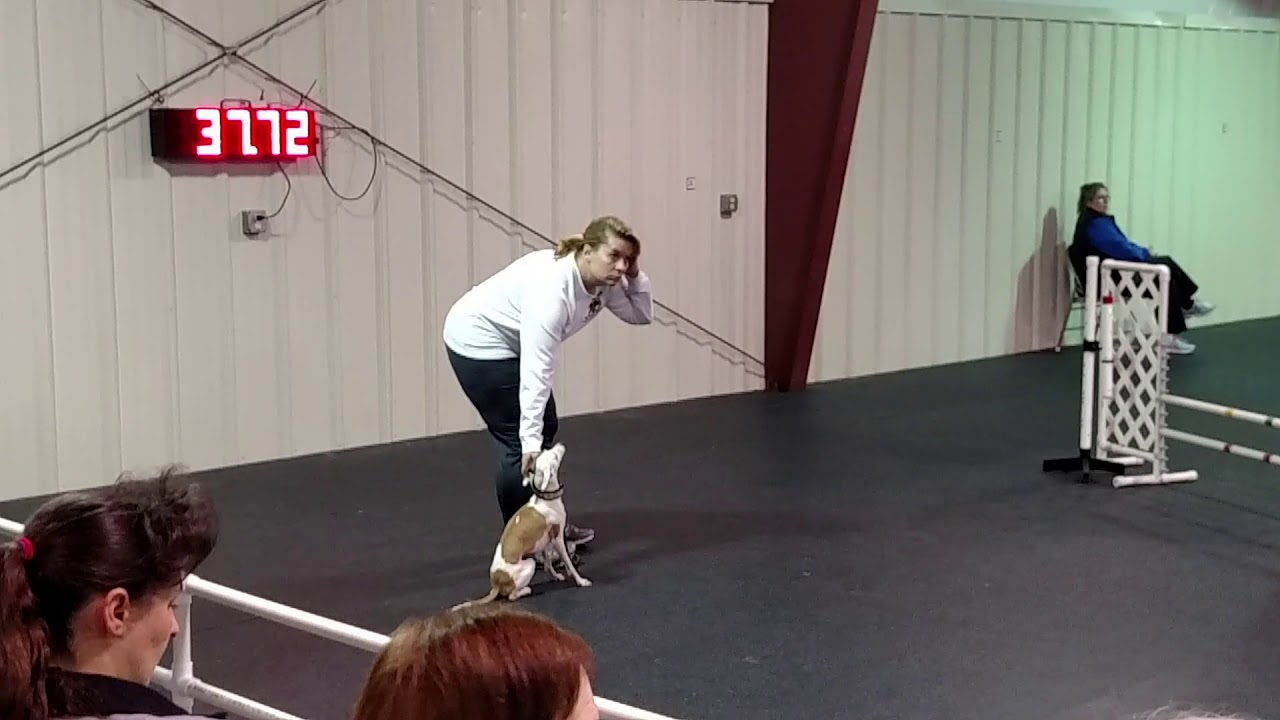 Tate, Italian Greyhound, Master JWW run - YouTube