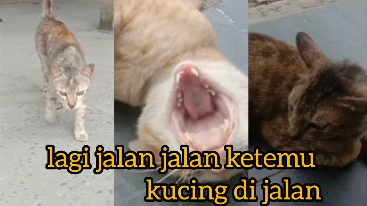 lagi jalan jalan ketemu kucing di jalan🐈 - YouTube