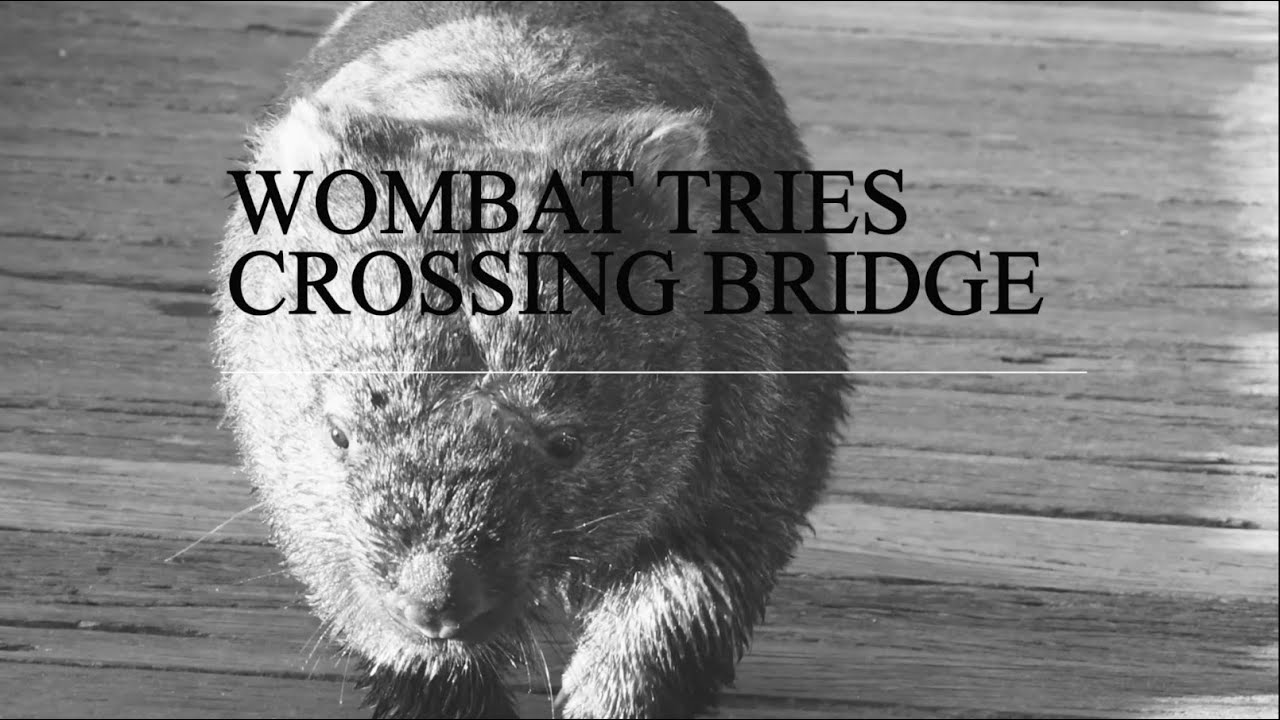 Fast wombat tries crossing bridge - YouTube