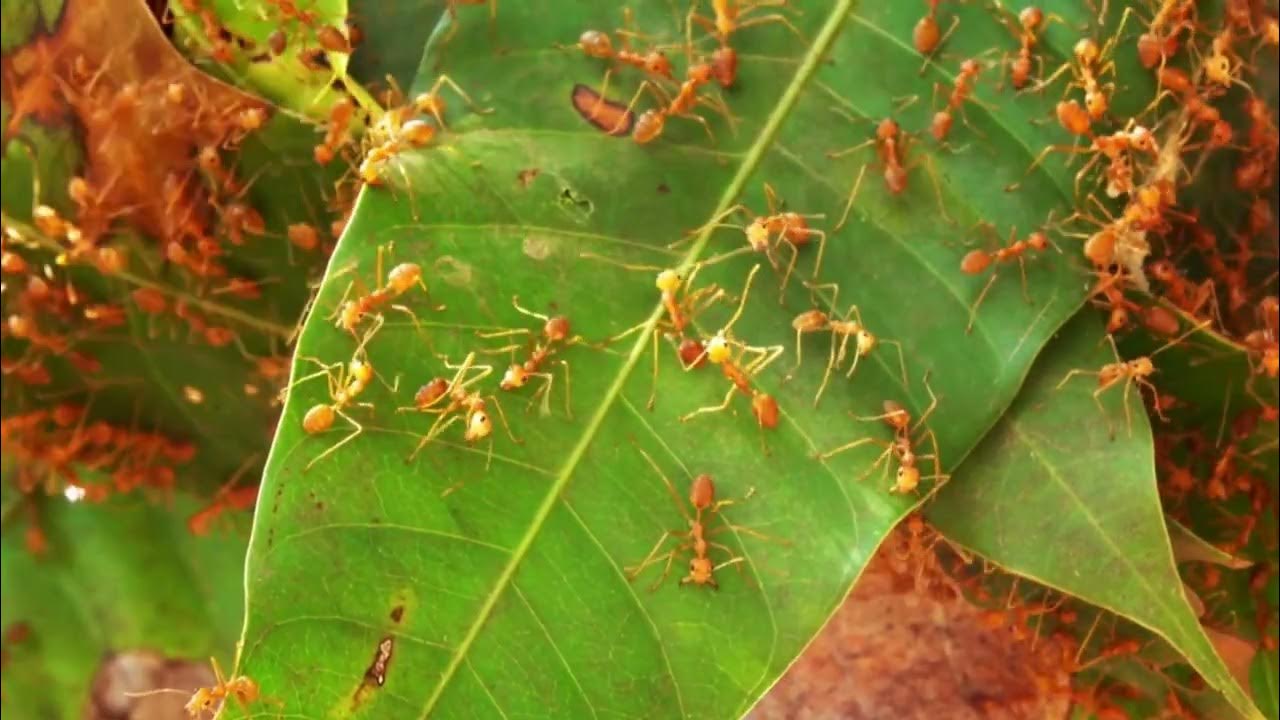 Yellow Crazy Ants - An Unstoppable Invasive Force - YouTube