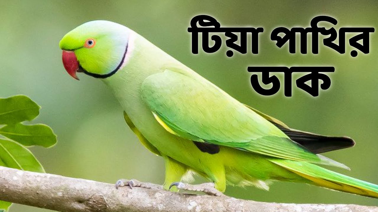 টিয়া পাখির ডাক | Tiya Pakhir Dak | Indian Parrot Bird Call | Ringed ...