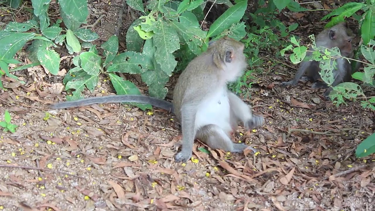 very pity baby monkey hit by bad monkey, mother monkey try take care ...