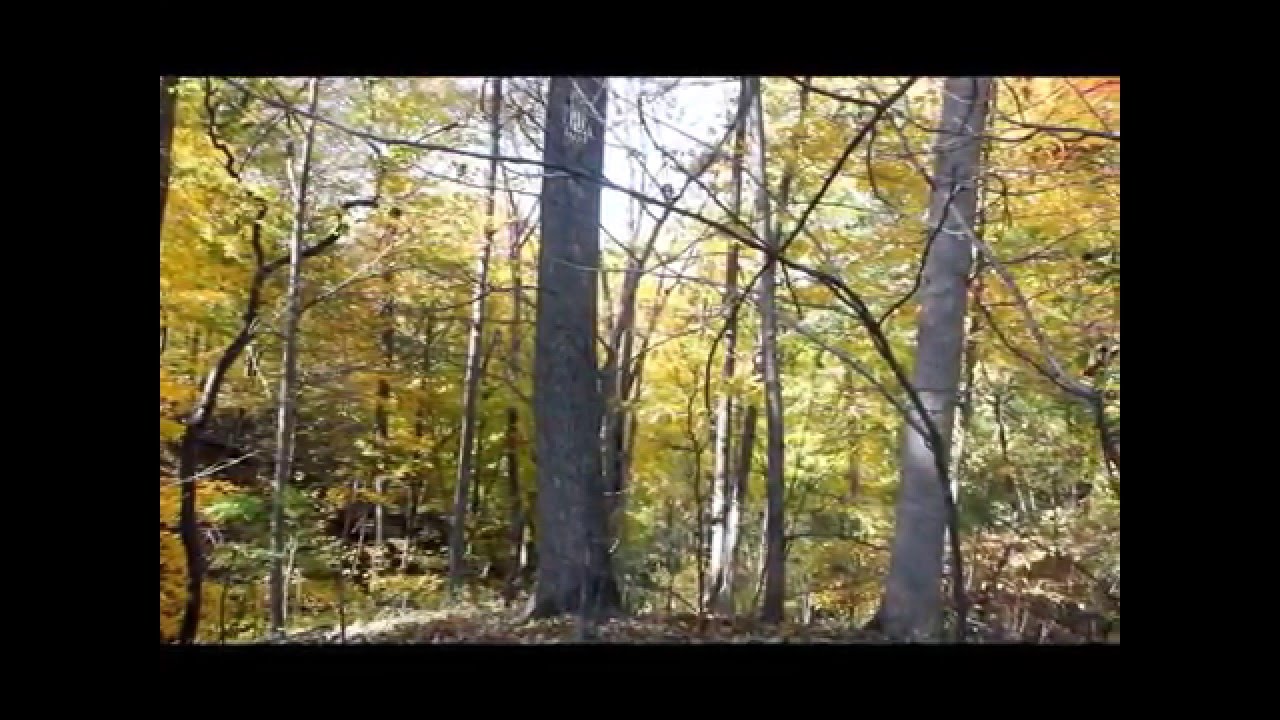 Precious Carolinian Forest in Ontario, Canada - YouTube