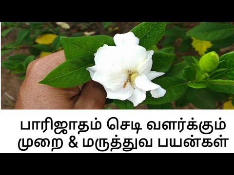 பாரிஜாதம்|paarijatha poove|பாரிஜாதம் பூ வளர்ப்பு|பாரிஜாதம் செடி ...