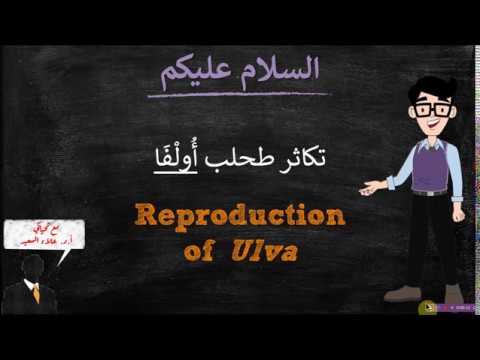 Reproduction of Ulva (تكاثر طحلب ألفا) - YouTube
