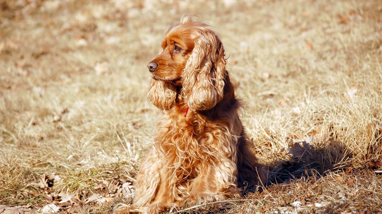 A Size Comparison of Cocker Spaniel vs Pembroke Welsh Corgi - YouTube