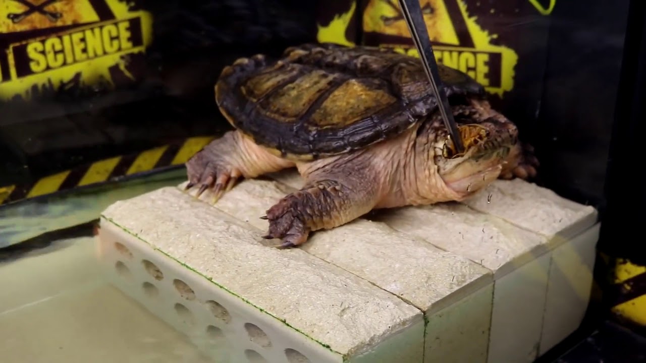 GOT IN THE HOUSE THE SNAPPING TURTLE HUNTING AND ATTACK ATE THE LITTLE ...