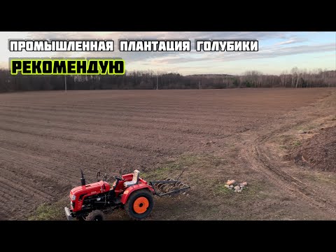 ПРОМЫШЛЕННАЯ ПЛАНТАЦИЯ ГОЛУБИКИ , плантация сформирована | часть 3 |Рекомендую