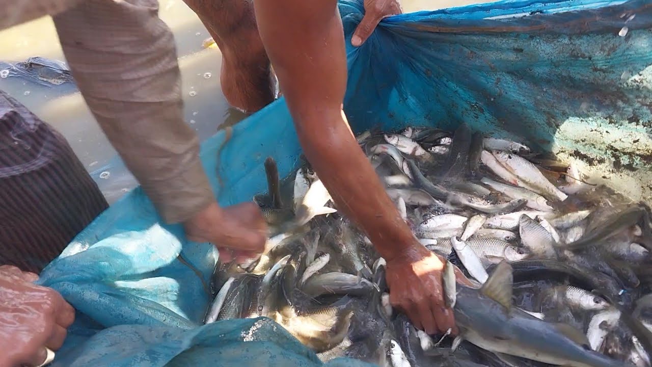 Amazing Big Net fishing In Bala Gau Village | fishing video | Amazing ...