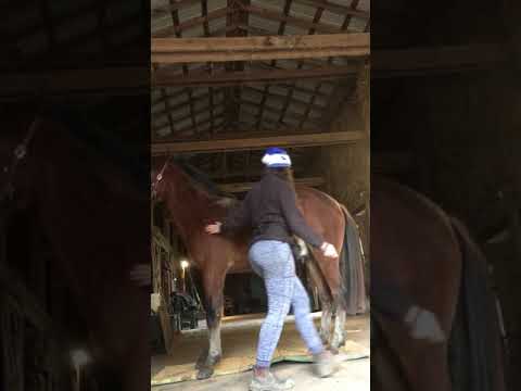Horse mat balance work clicker training target & balance intrinzen inspired