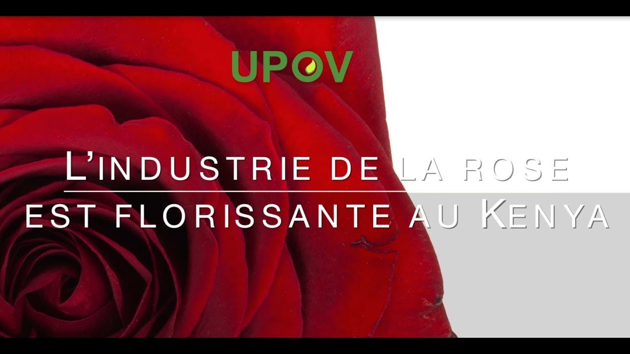 (Kenya) L’industrie de la rose est florissante au Kenya - YouTube