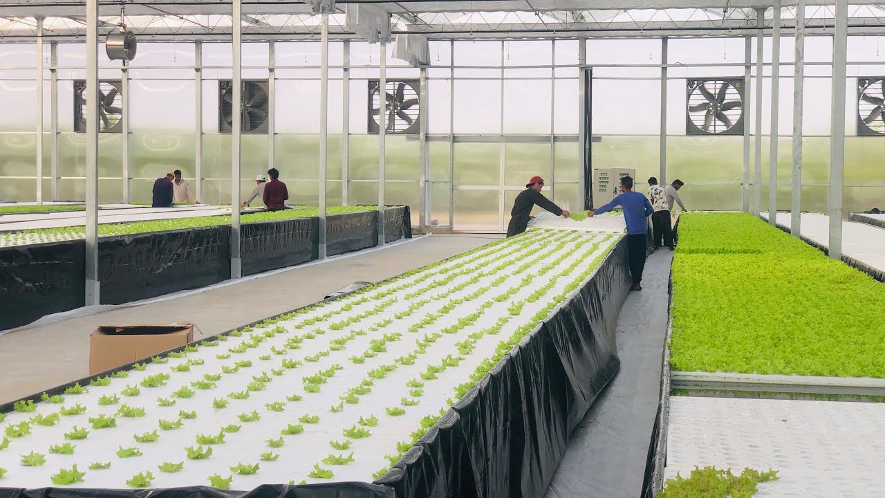 Hydroponics Hi tech farming - YouTube