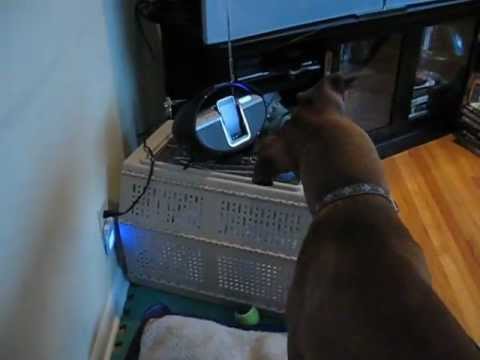 Confused Boxer Dog Listening to Singing Dogs - YouTube