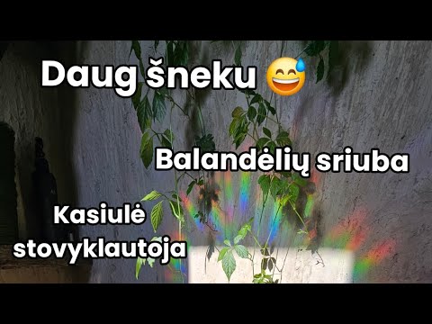 Tualeto interjeras | Vegan balandėlių sriuba | Keramika | Putės ...