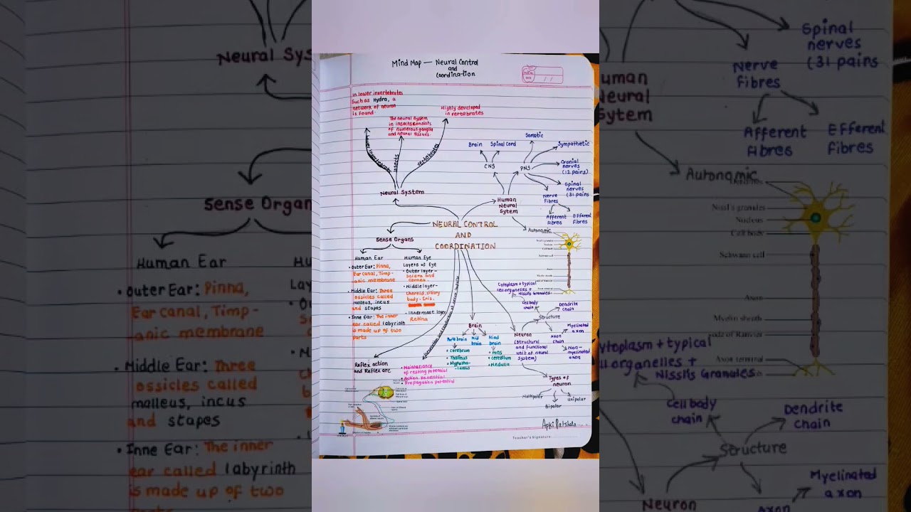 Neuron Concept Map