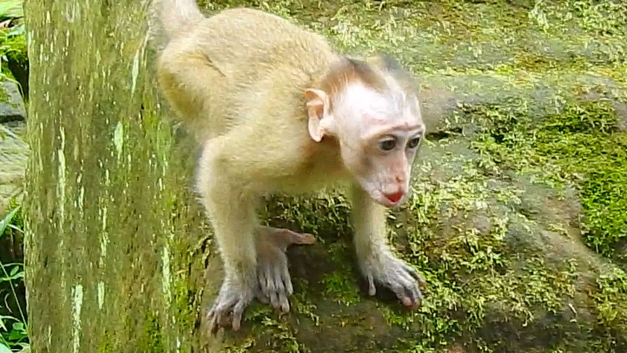 Terrible act of baby Candy by deeply hungry! Poor baby Candy talking ...