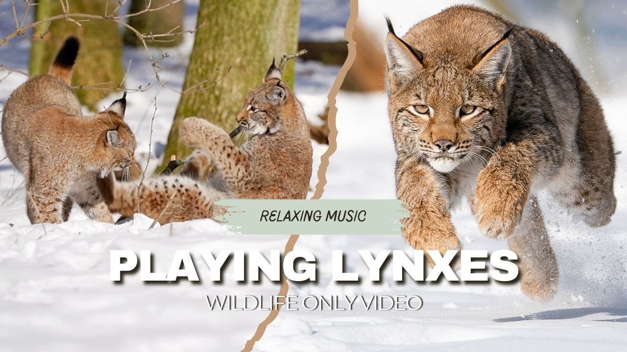 Lynx kittens play fighting in the snow and attacking mother lynx. Will ...