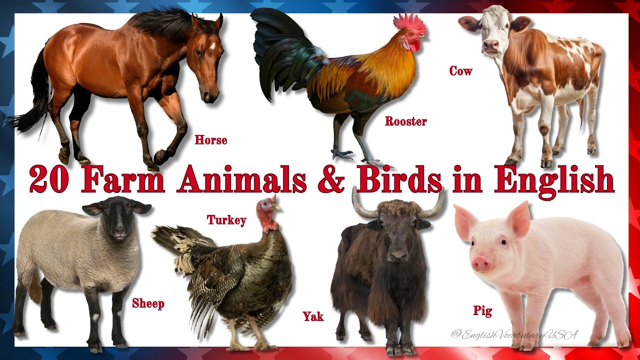 20 Farm Animals & Birds Vocabulary | Learn English with Examples - YouTube