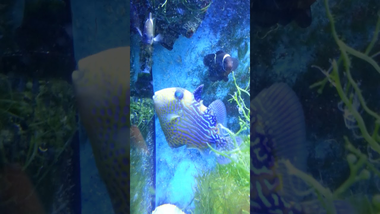 Blue lined triggerfish - YouTube