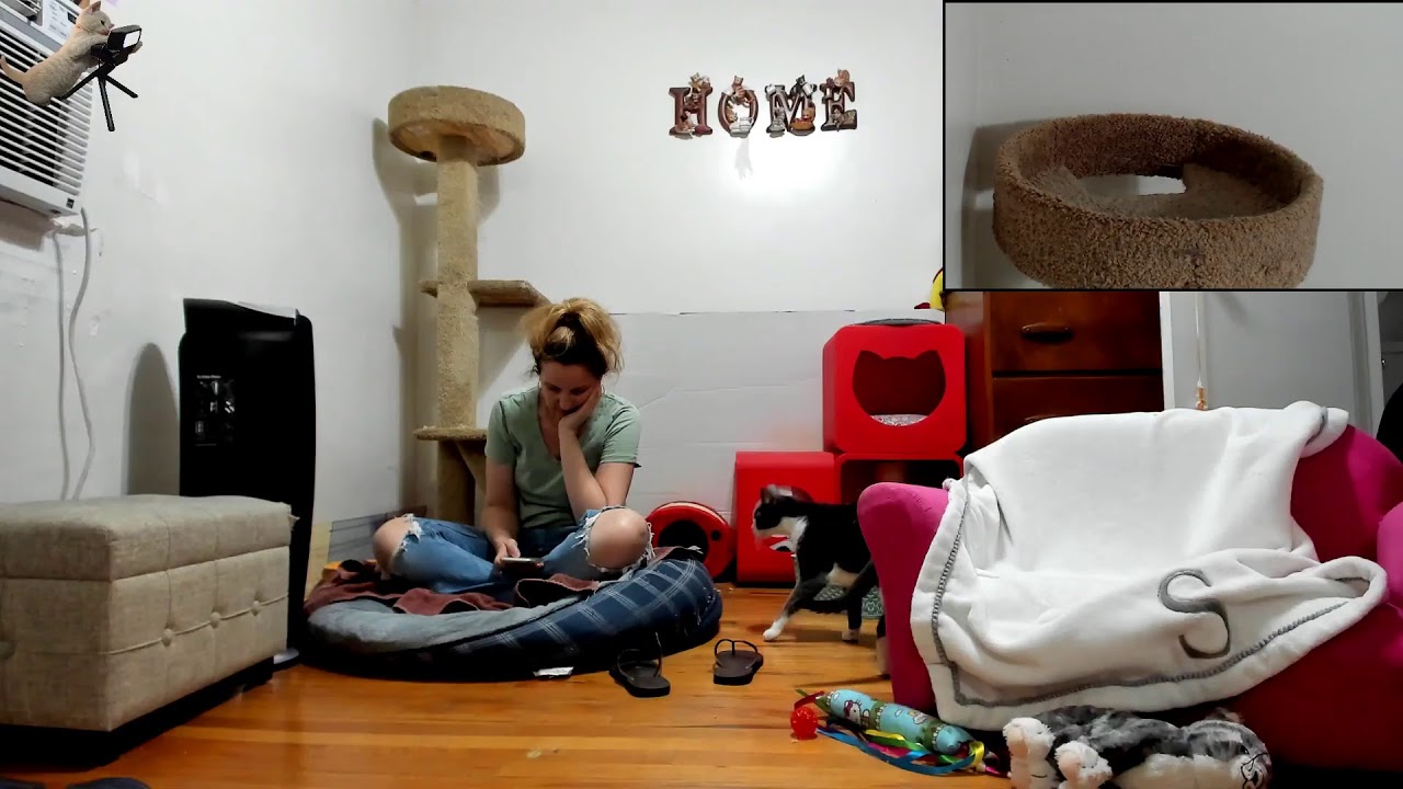Kitten Cuddle Room Live Stream - YouTube