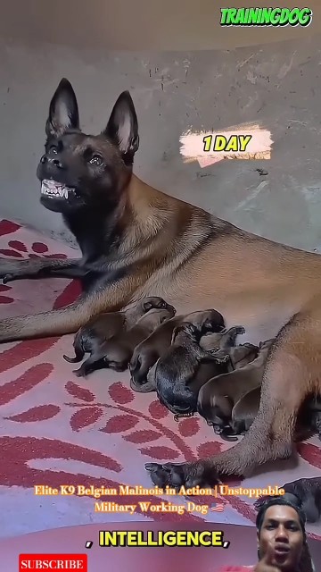 Elite K9 Belgian Malinois in Action | Unstoppable Military Working Dog ...
