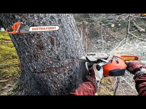 Rückhänger Fichten Fällen! Husqvarna 564 XPG Fuel Inject