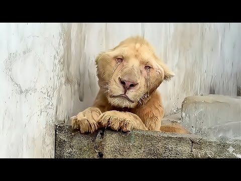 Title: Neo the Gentle Lion: A Tale of Kindness in the Wild – New and Tips