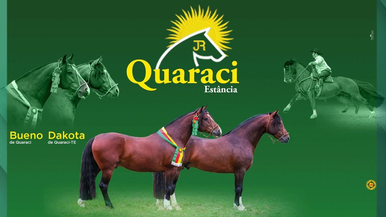 LEILÃO ESTÂNCIA QUARACI PROGRAMA CAVALOS AO VIVO - YouTube