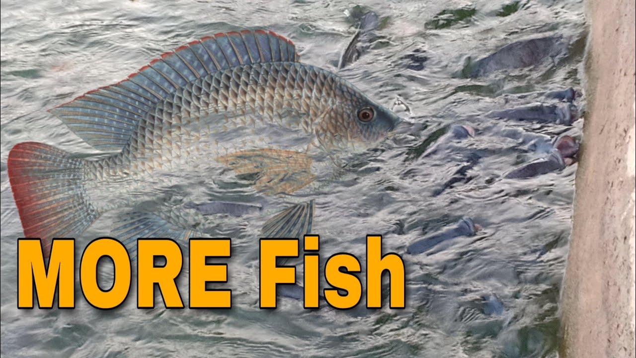 MORE Big fish At PAGODA grilled fishs/ត្រីច្រើនណាស់/Thank You/Khin Dara ...