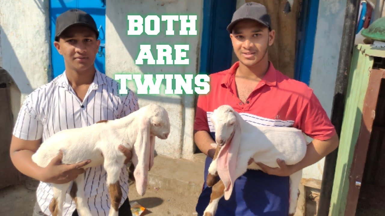 twins goats in Hyderabad | 3 bachche wali bakri in Nampally darussalam ...
