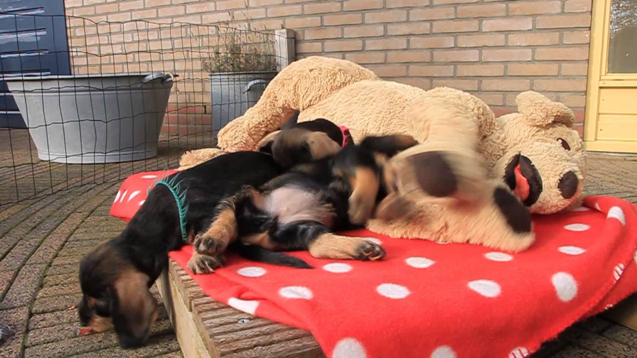 Teckel Puppies Playing With Cuddly Toy. - YouTube