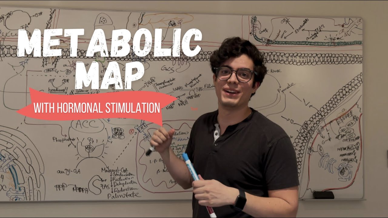 Metabolic Map with Hormonal Stimulation - YouTube