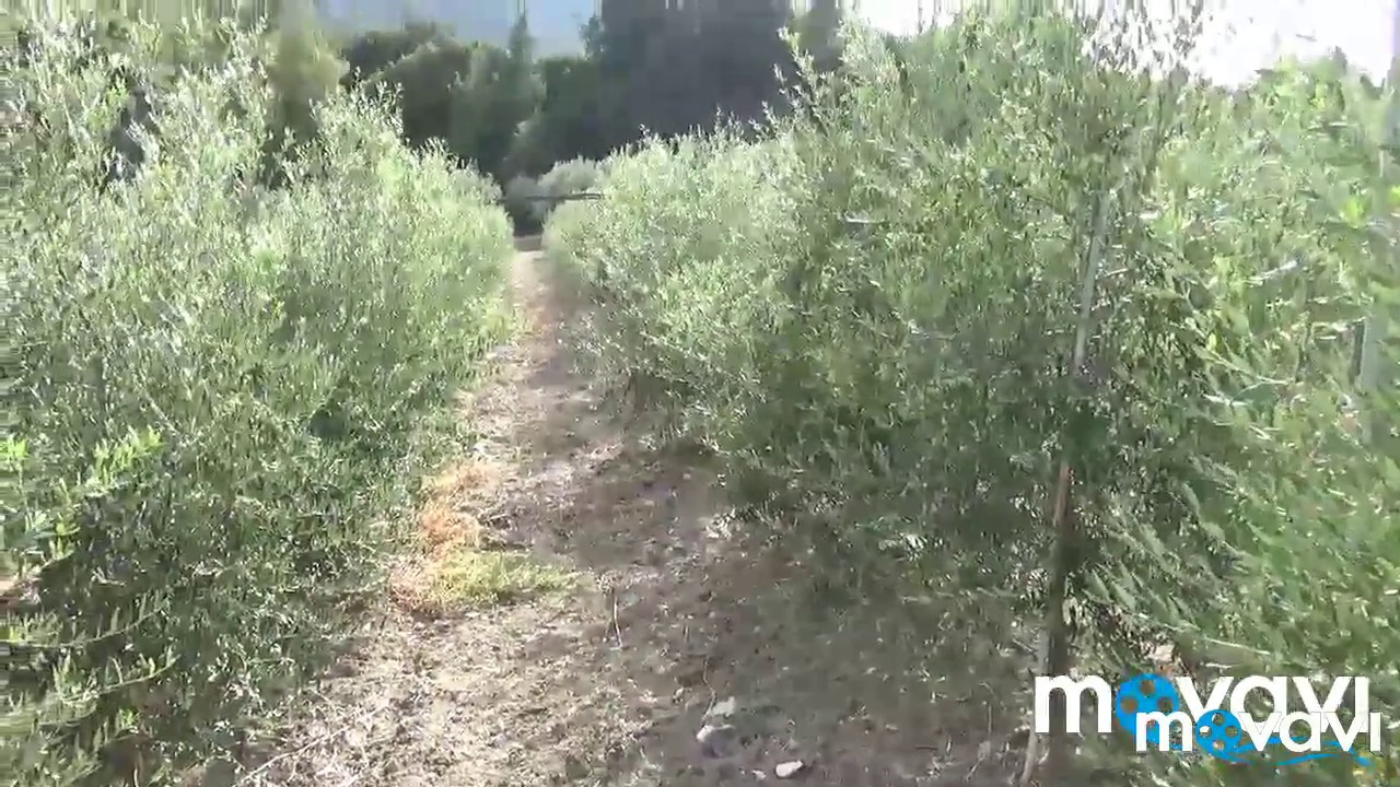 ΚΟΡΟΝΕΙΚΗ Ι-38 ΠΥΚΝΗΣ(2 ΧΡΟΝΩΝ ΚΑΙ 8 ΜΗΝΩΝ)ΚΑΙ ΧΡΗΣΗ ΑΤΤΑΠΟΥΛΓΙΤΗ ΑΠΟ ...