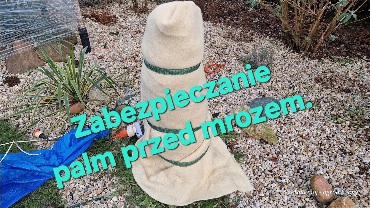 Jak zabezpieczam palmy przed mrozem. PALMY w Polsce. - YouTube