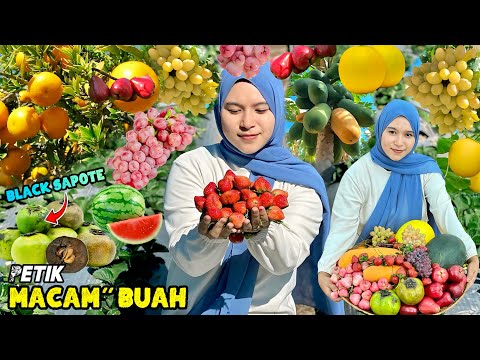 Panen buah-buahan dikebun | Petik buah segar kaya manfaat